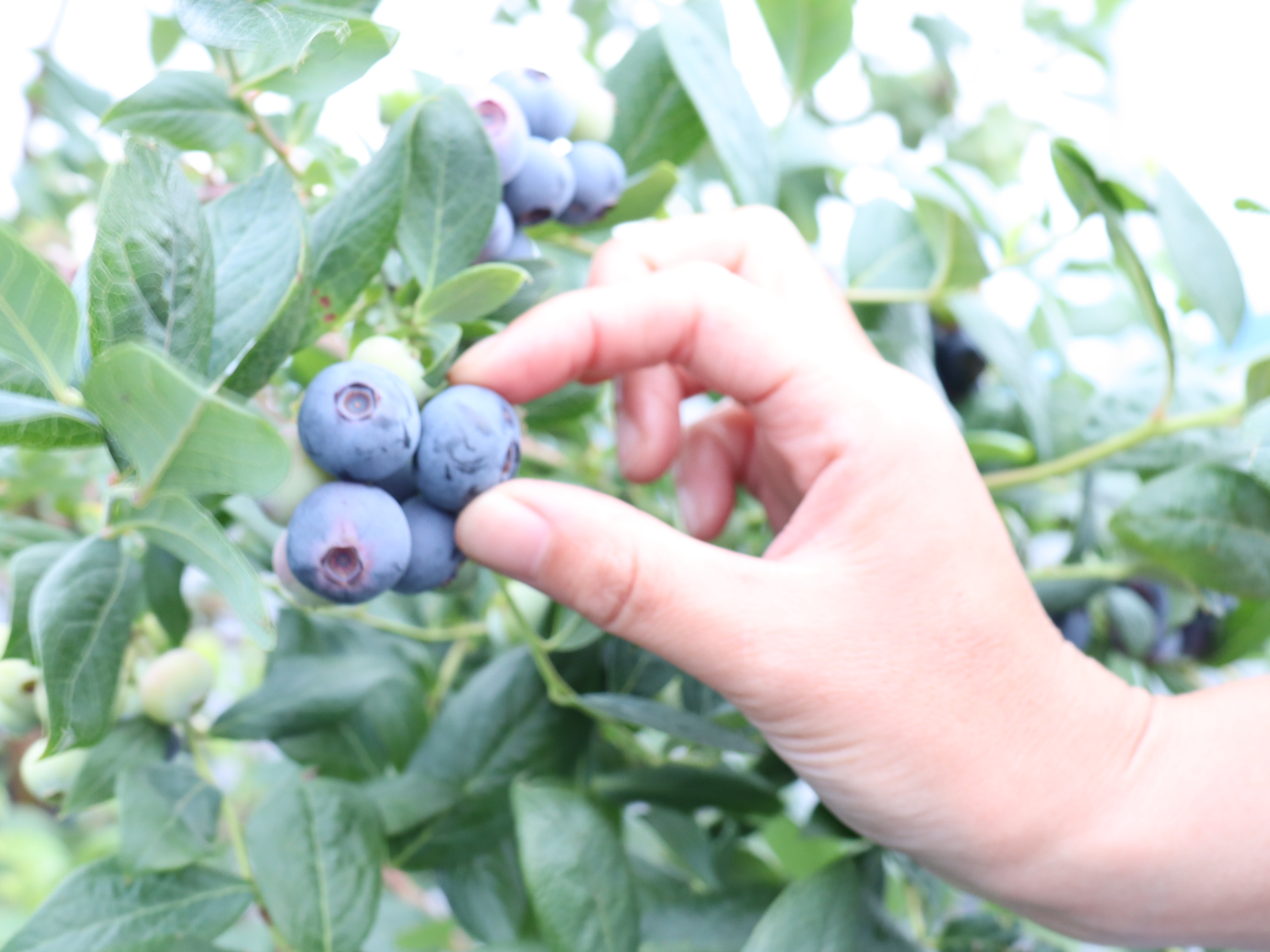 【BLUEBERRY BASE MOKA】予約フォーム